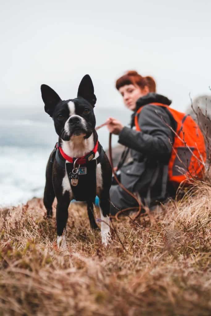How to plan a road trip with your Boston Terrier - Boston Terrier Society