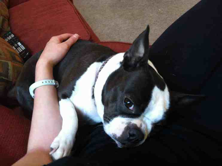 When to spay or neuter a Boston Terrier - Boston Terrier Society