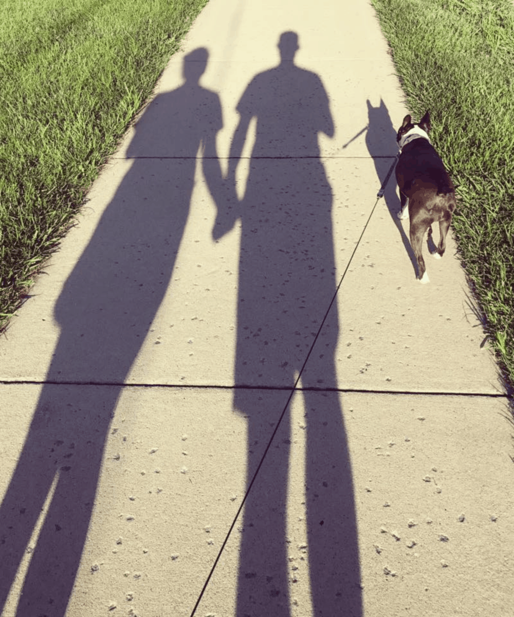 Your Guide to Becoming a Dog Foster Parent - Boston Terrier Society