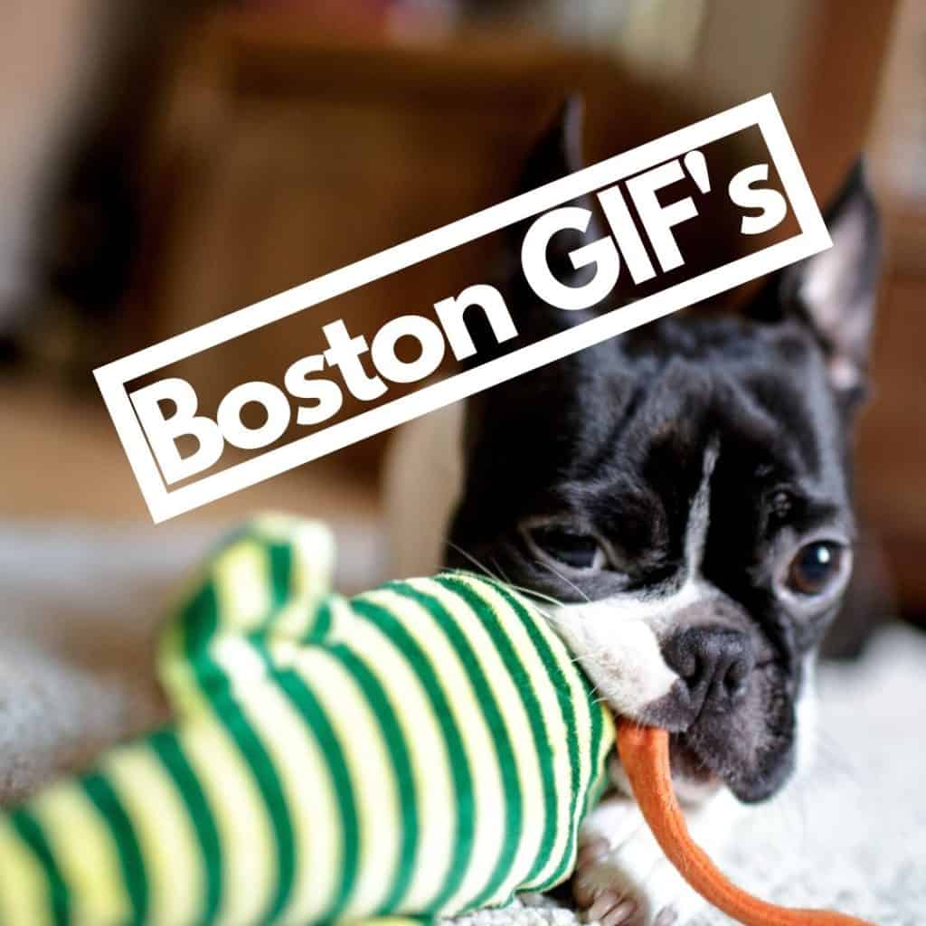 25 Time Boston Terriers Were The Cutest Dogs In The World – Boston ...