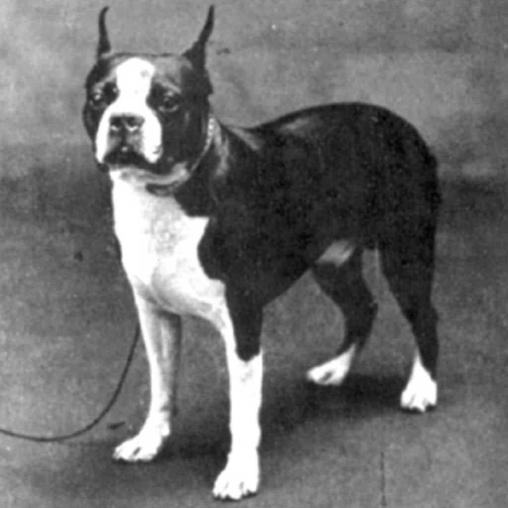 20+ Boston Terrier Vintage Photos From Historical Book - Boston Terrier ... 20+ Boston Terrier Vintage Photos From Historical Book - Boston Terrier ...