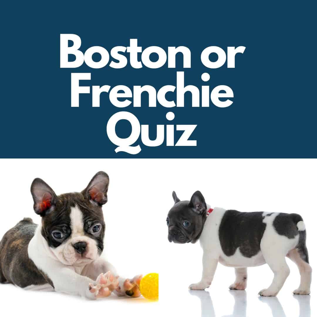 What Is Difference Between French Bulldog And Boston Terrier