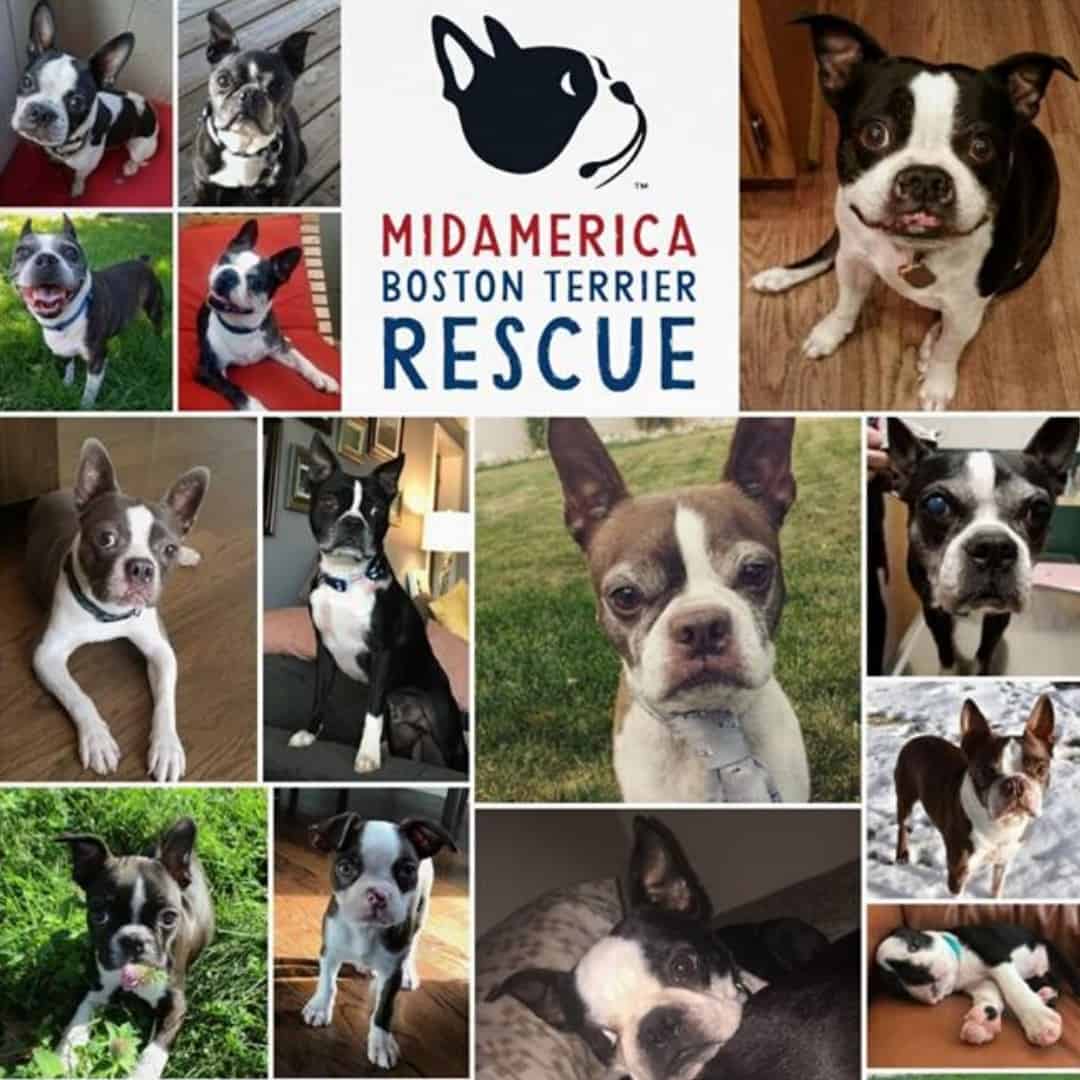 Interview With MidAmerica Boston Terrier Rescue Founder - Boston ...