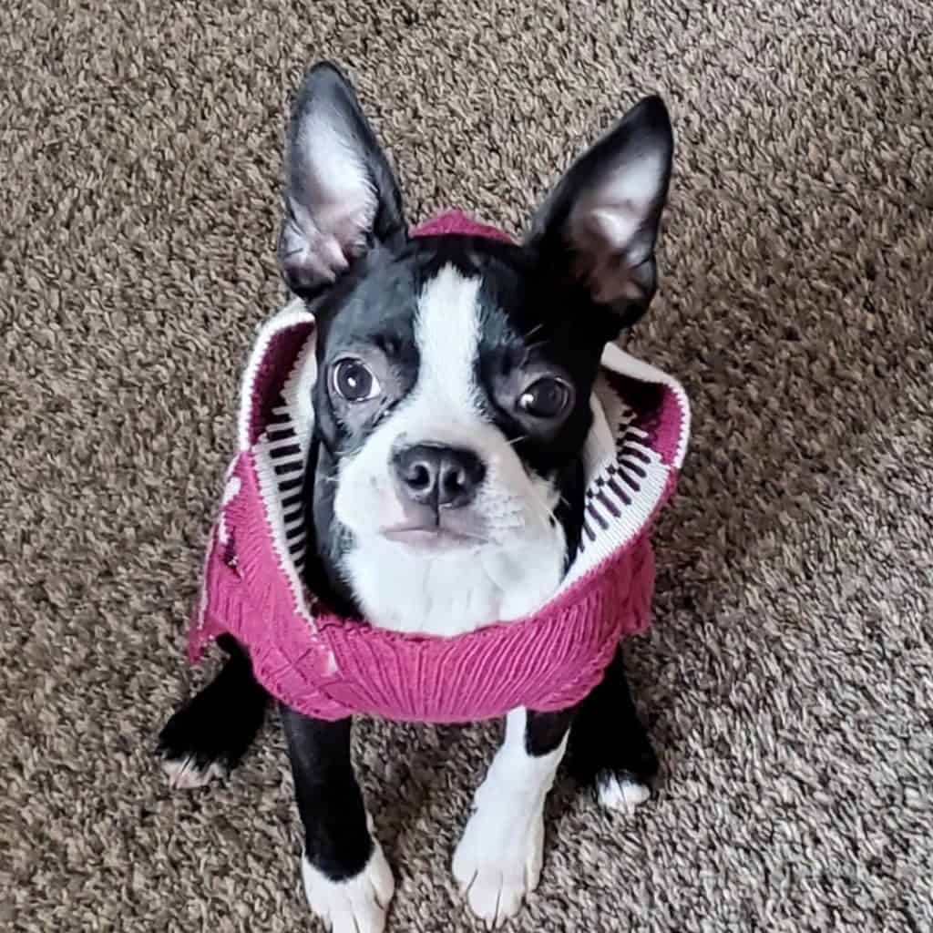2020 Cutest Boston Terrier Photo Contest - Boston Terrier Society