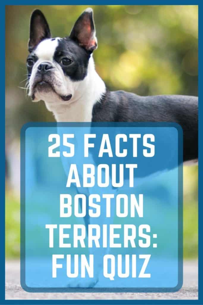Quiz: How Well Do You Know Boston Terriers? Skills Test - Boston ...