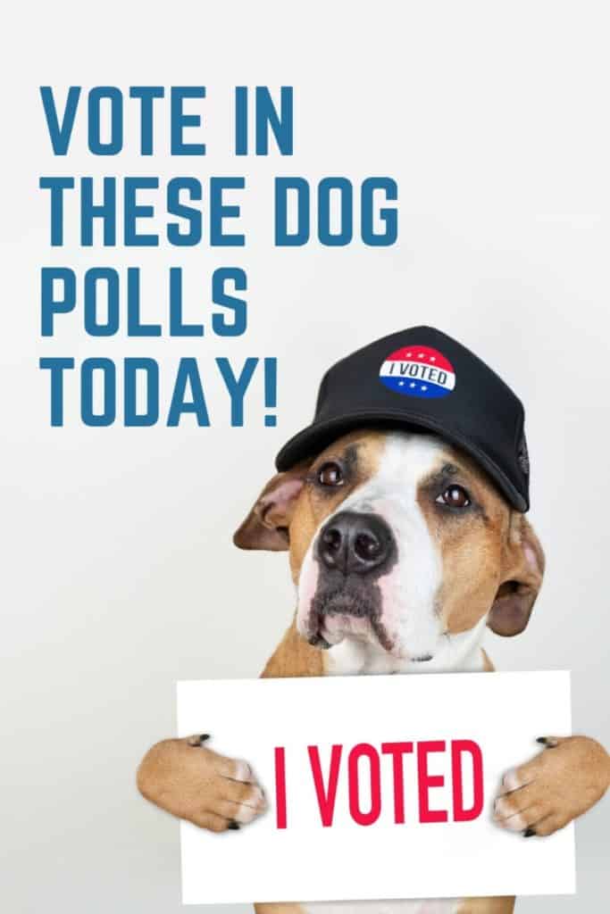 15 Poll Questions To Help You Understand More About Dogs - Boston ...