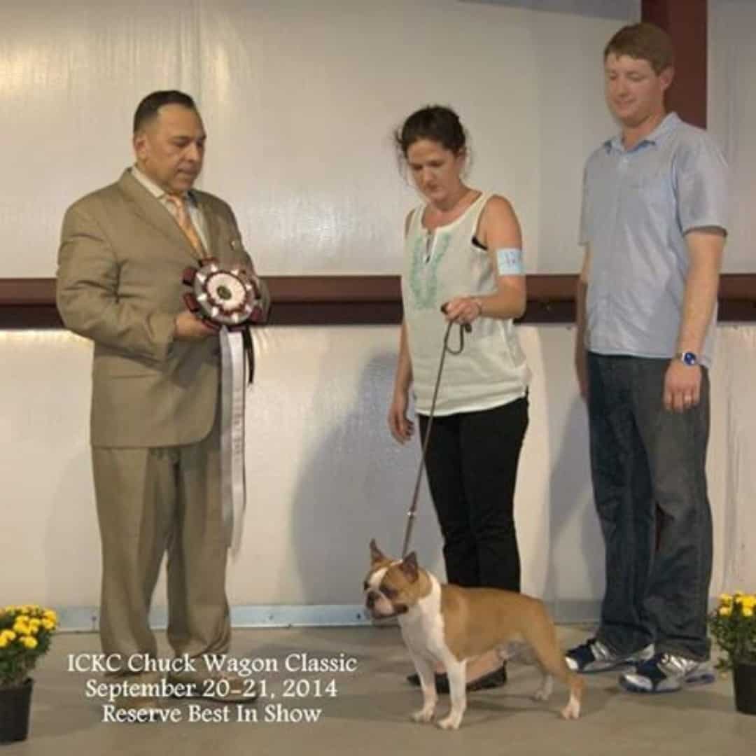 The Buying Process: Boston Terrier Breeder Exclusive Interview - Boston ...