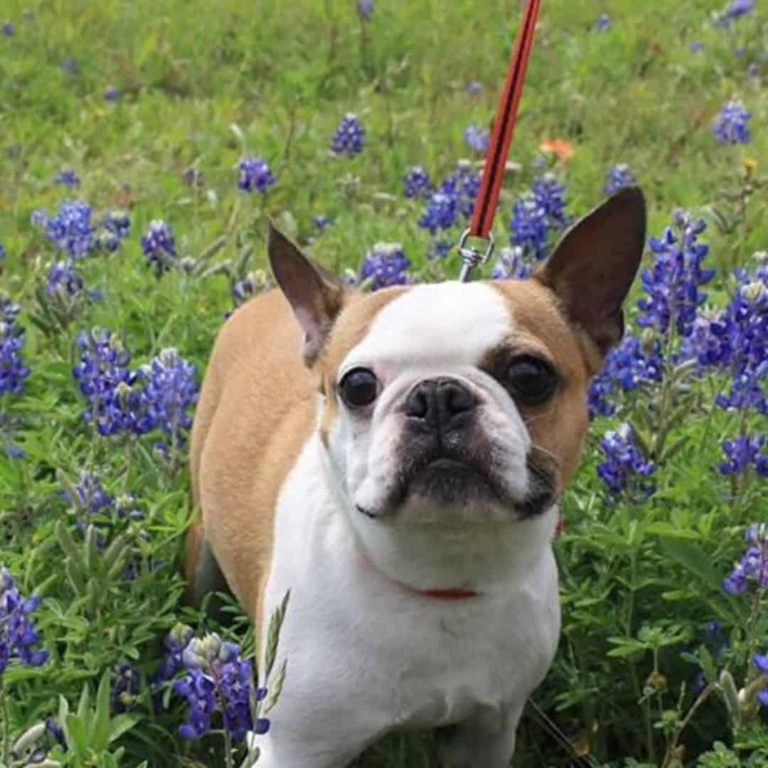 The Buying Process: Boston Terrier Breeder Exclusive Interview - Boston ...