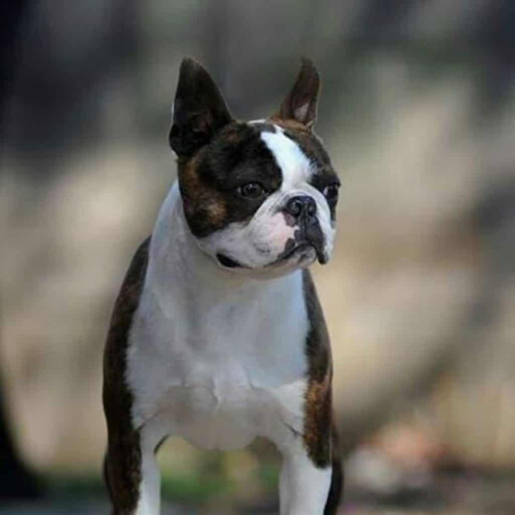 The Buying Process: Boston Terrier Breeder Exclusive Interview - Boston ...