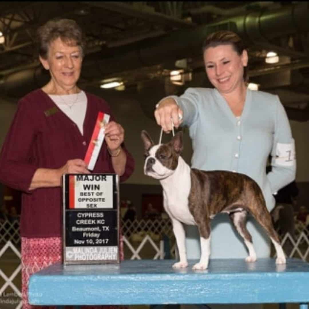 The Buying Process: Boston Terrier Breeder Exclusive Interview - Boston ...