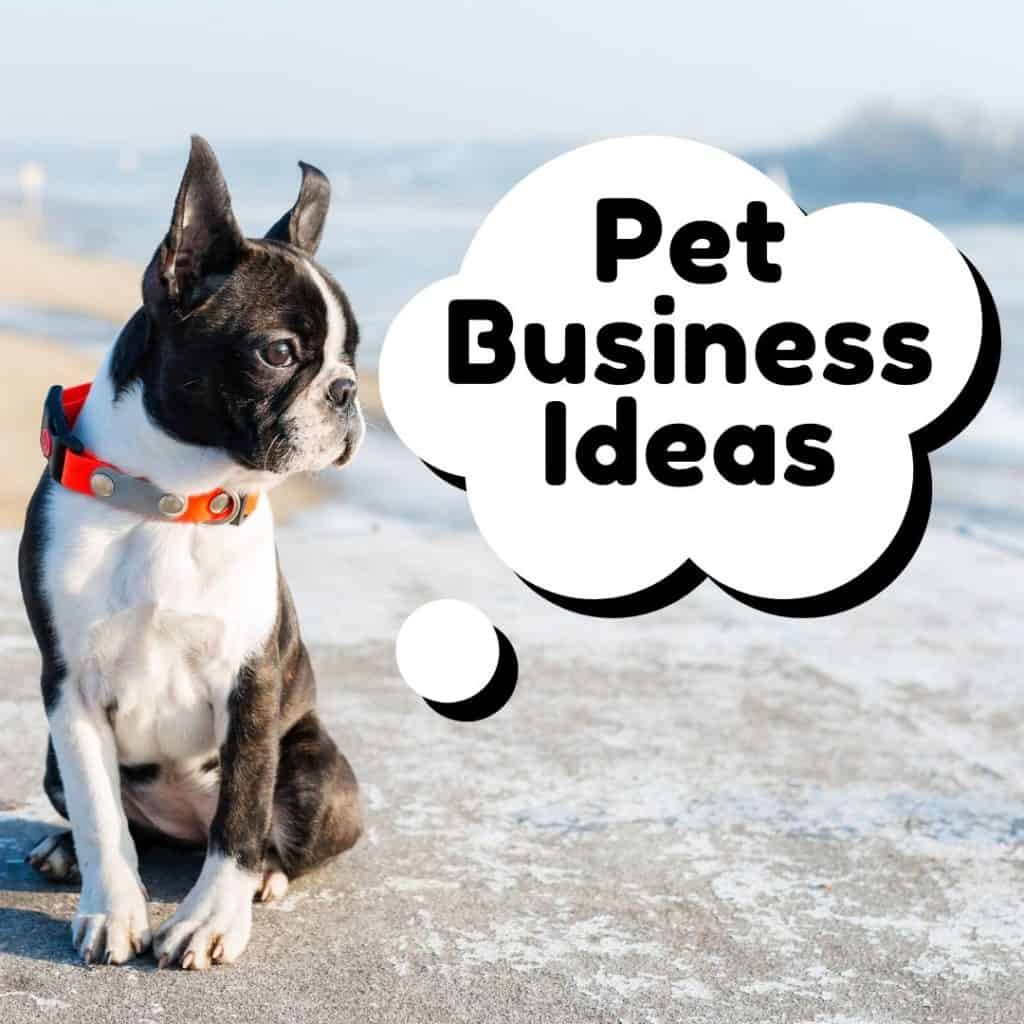 Guide On How To Start 5 Easy Dog Businesses Today - Boston Terrier Society