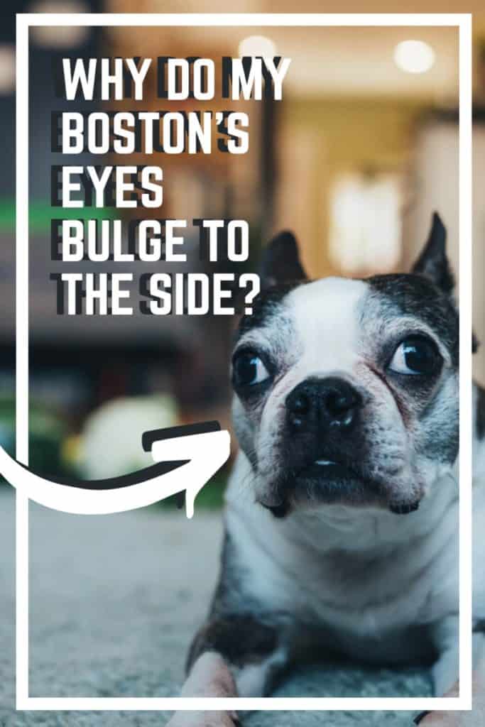 What Is Strabismus In Boston Terriers? - Boston Terrier Society