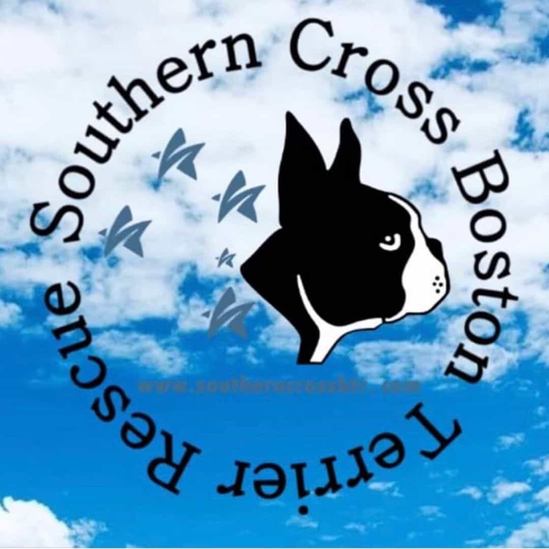 Boston Terrier Rescues In Virginia - Cost & Adoption Process - Boston ...