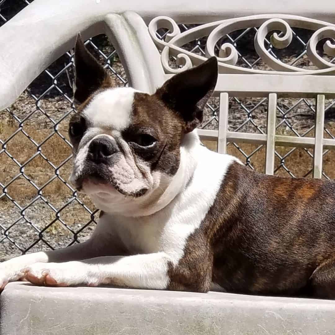 Exclusive Interview With Champion Boston Terrier Breeder - Boston ...