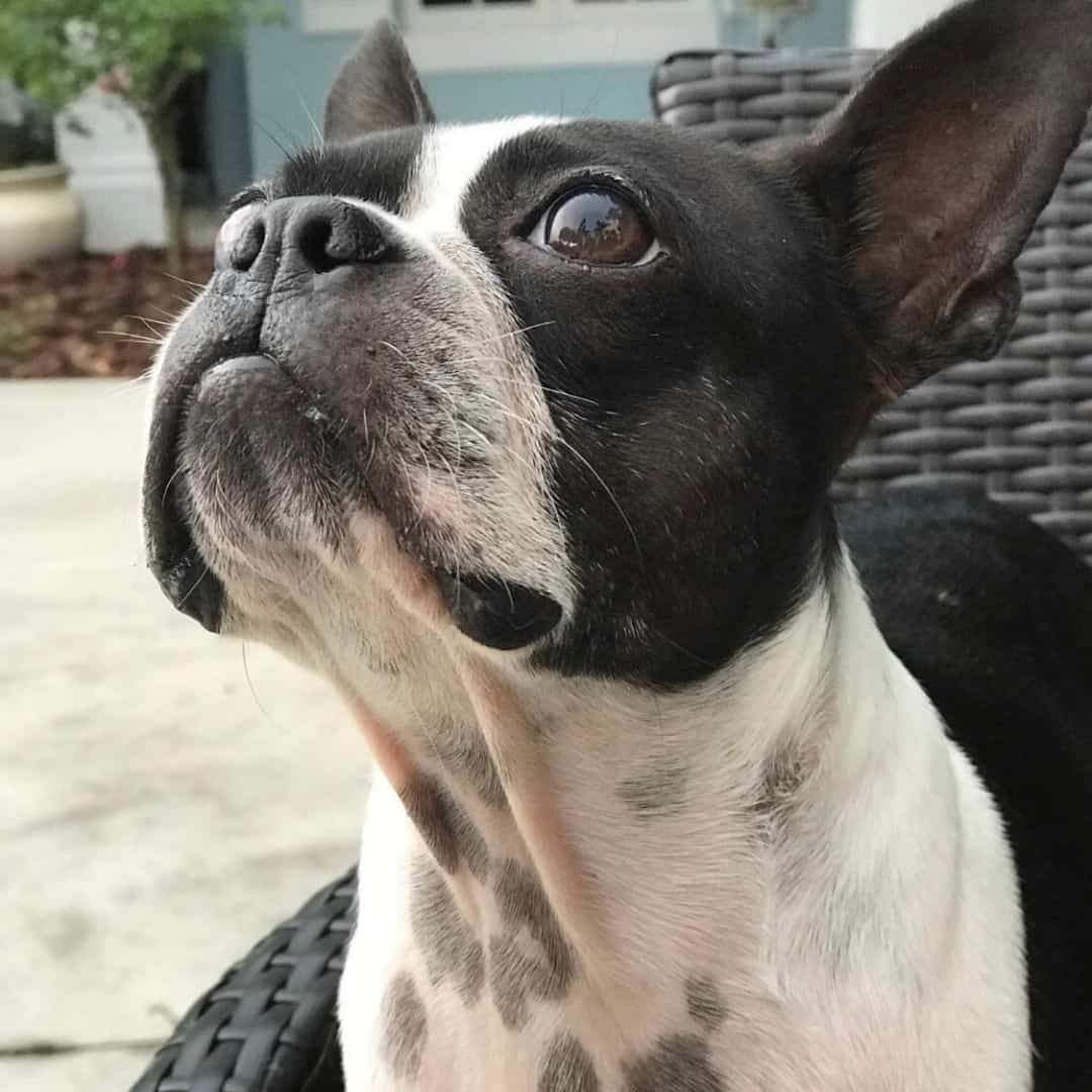 Want To Adopt Or Foster A Boston Terrier? A Rescue Tells All - Boston ...