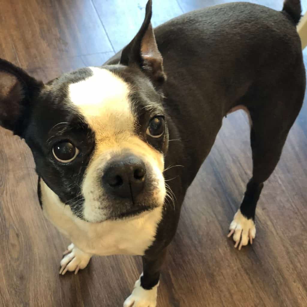 Are Boston Terriers Athletic? 100+ Owners Respond - Boston Terrier Society