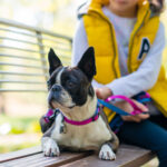 40+ Affordable Boston Terrier Rescues Across The U.S. & Canada - Boston ...