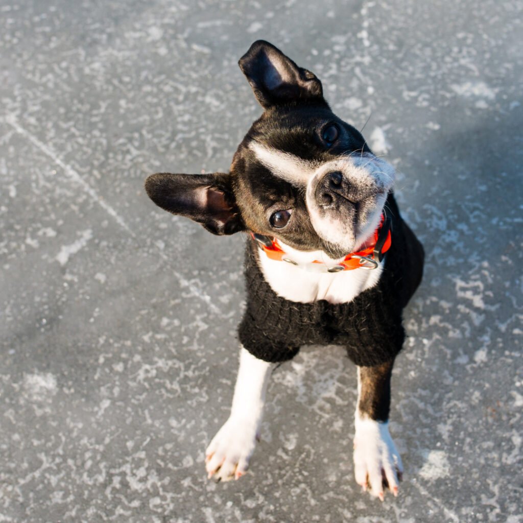 200+ Best Boston Girl Names That Start With The Letter B - Boston ...