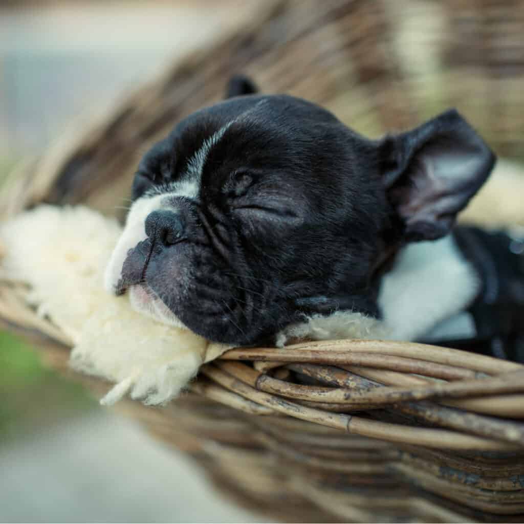 Best 80+ Boston Boy Names That Start With The Letter E - Boston Terrier ...