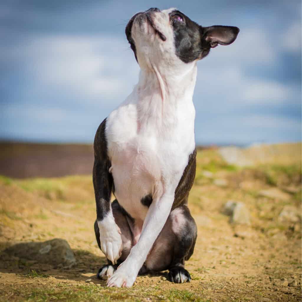 Best 135+ Boston Boy Names That Start With The Letter F - Boston ...