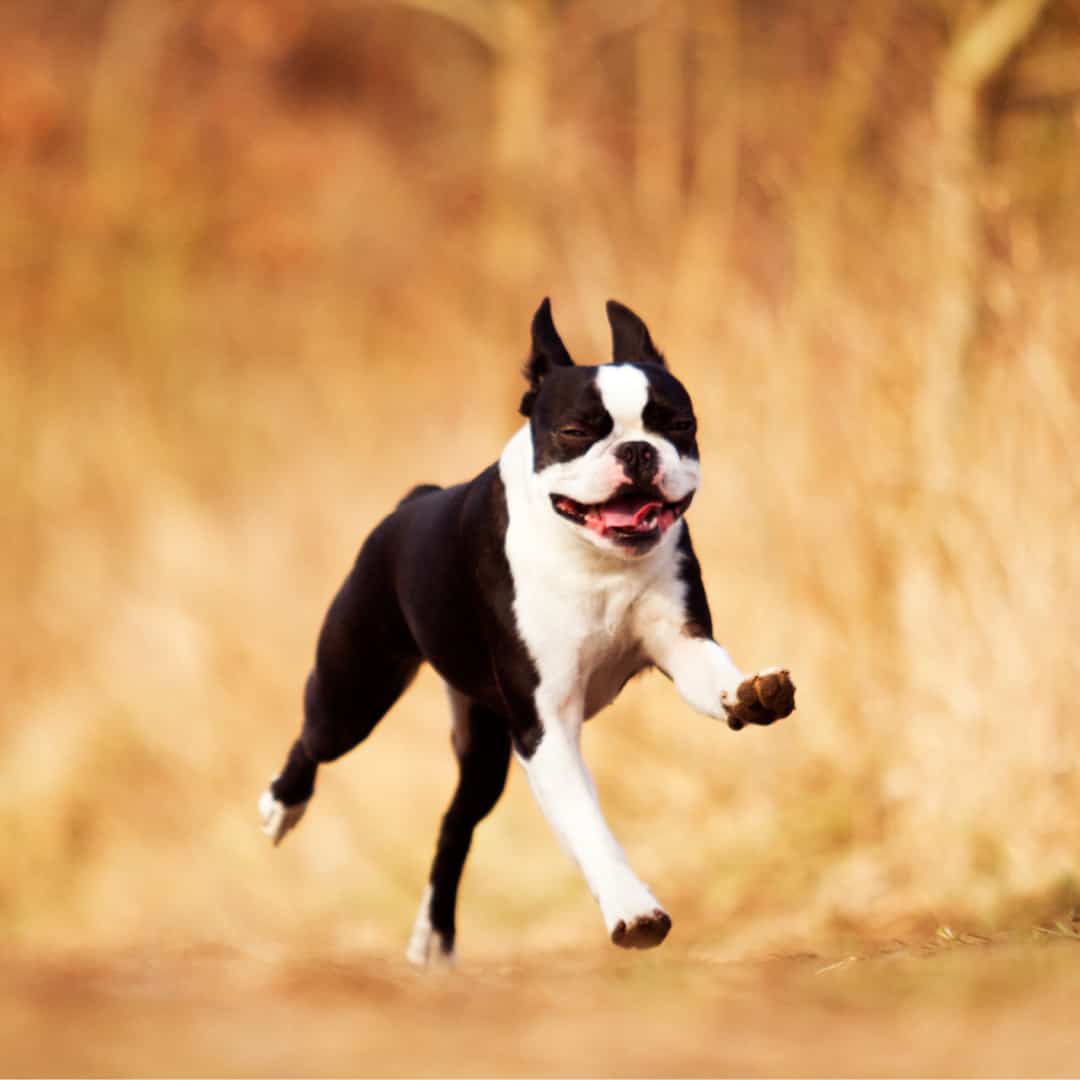 Best 155+ Boston Boy Names That Start With The Letter G - Boston ...