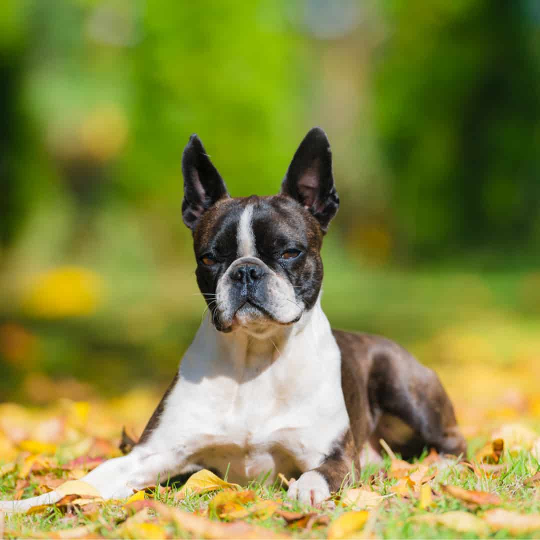 105+ Boston Terrier Boy Names Starting With The Letter R - Boston ...