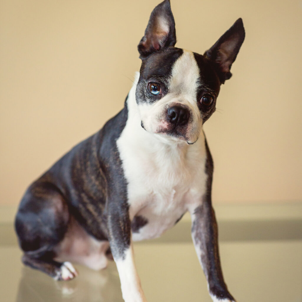 200+ Boston Boy Names That Start With A - Perfect For Him - Boston ...