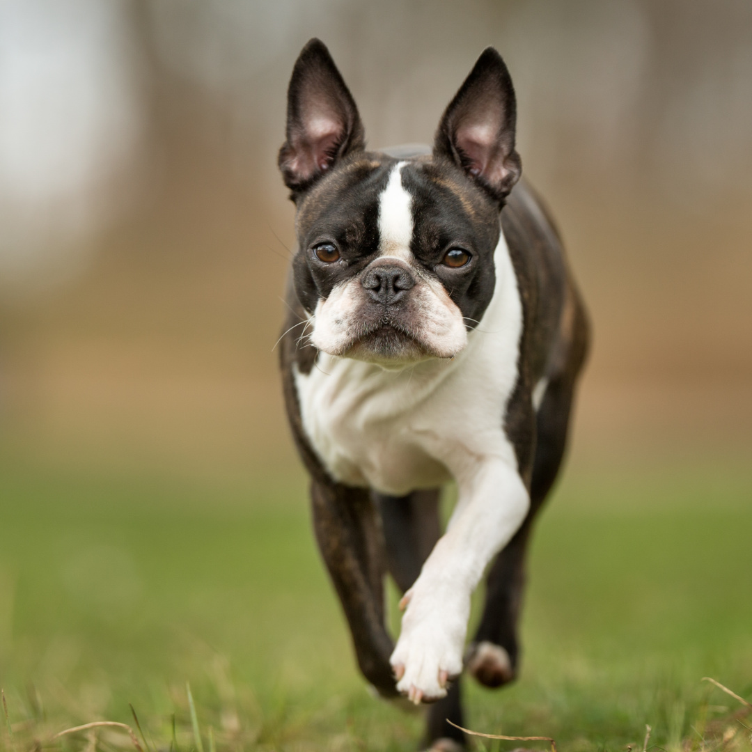 105+ Boston Terrier Boy Names Starting With The Letter N - Boston ...