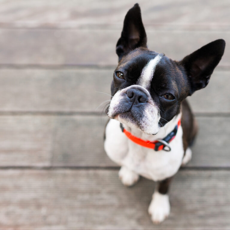 Avoid Scams! Steps To Finding A Reputable Boston Breeder. - Boston ...