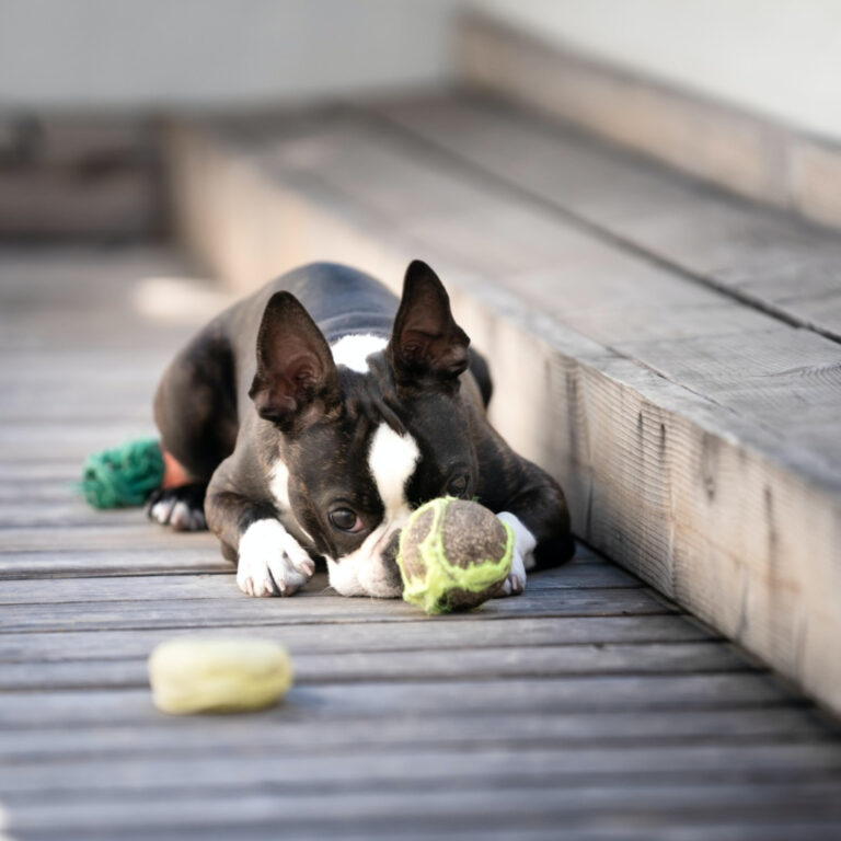 40+ Affordable Boston Terrier Rescues Across The U.S. & Canada - Boston ...