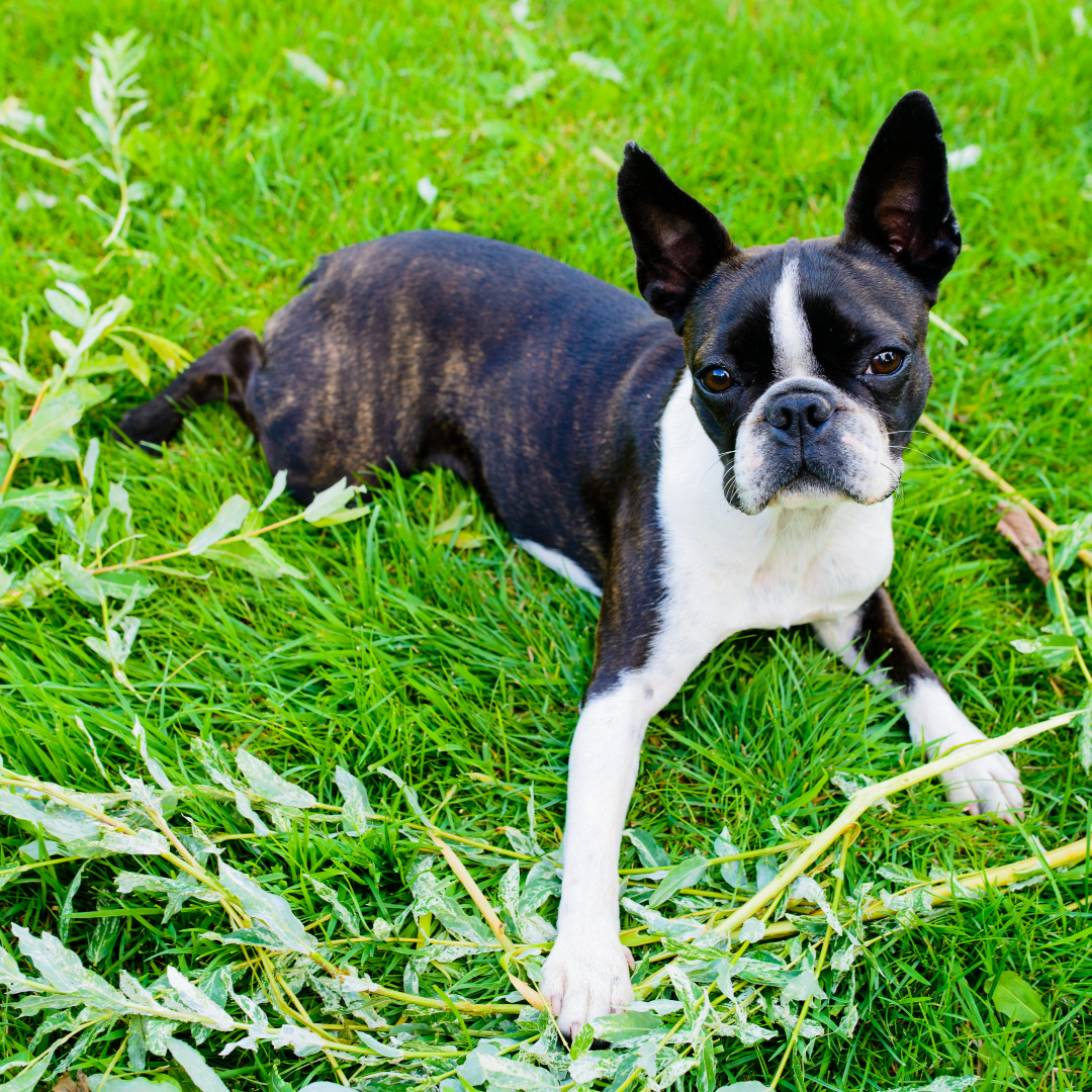 40+ Affordable Boston Terrier Rescues Across The U.S. & Canada - Boston ...