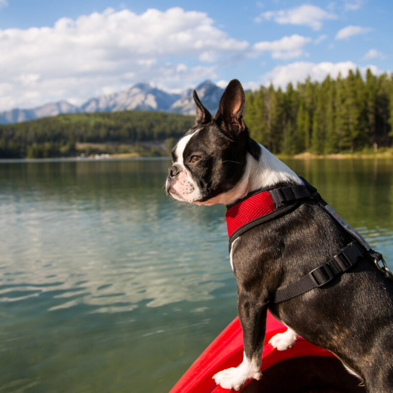 40+ Affordable Boston Terrier Rescues Across The U.S. & Canada - Boston ...