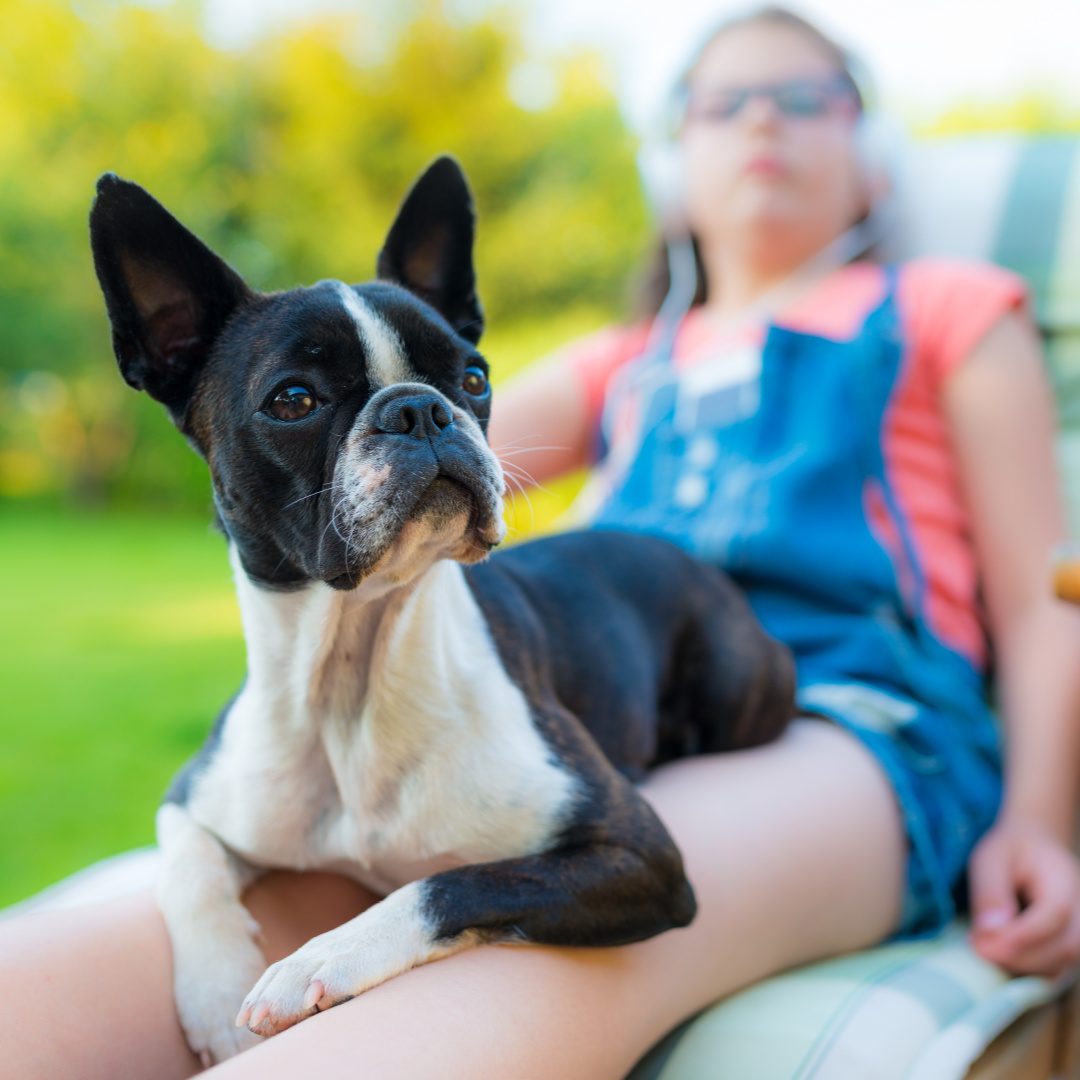 40+ Affordable Boston Terrier Rescues Across The U.S. & Canada - Boston ...