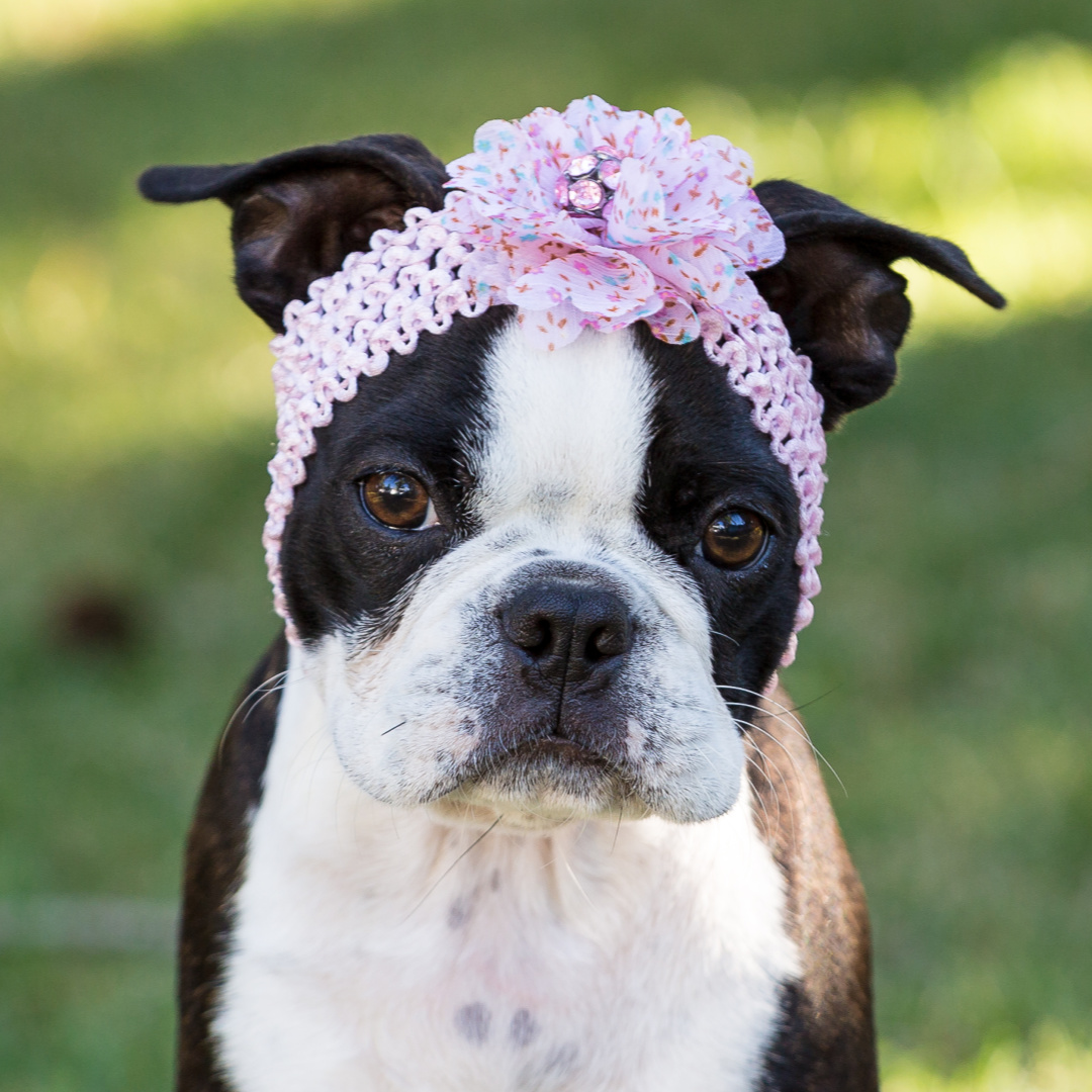 Boston Terrier Breeders in The United States and Canada - Boston ...