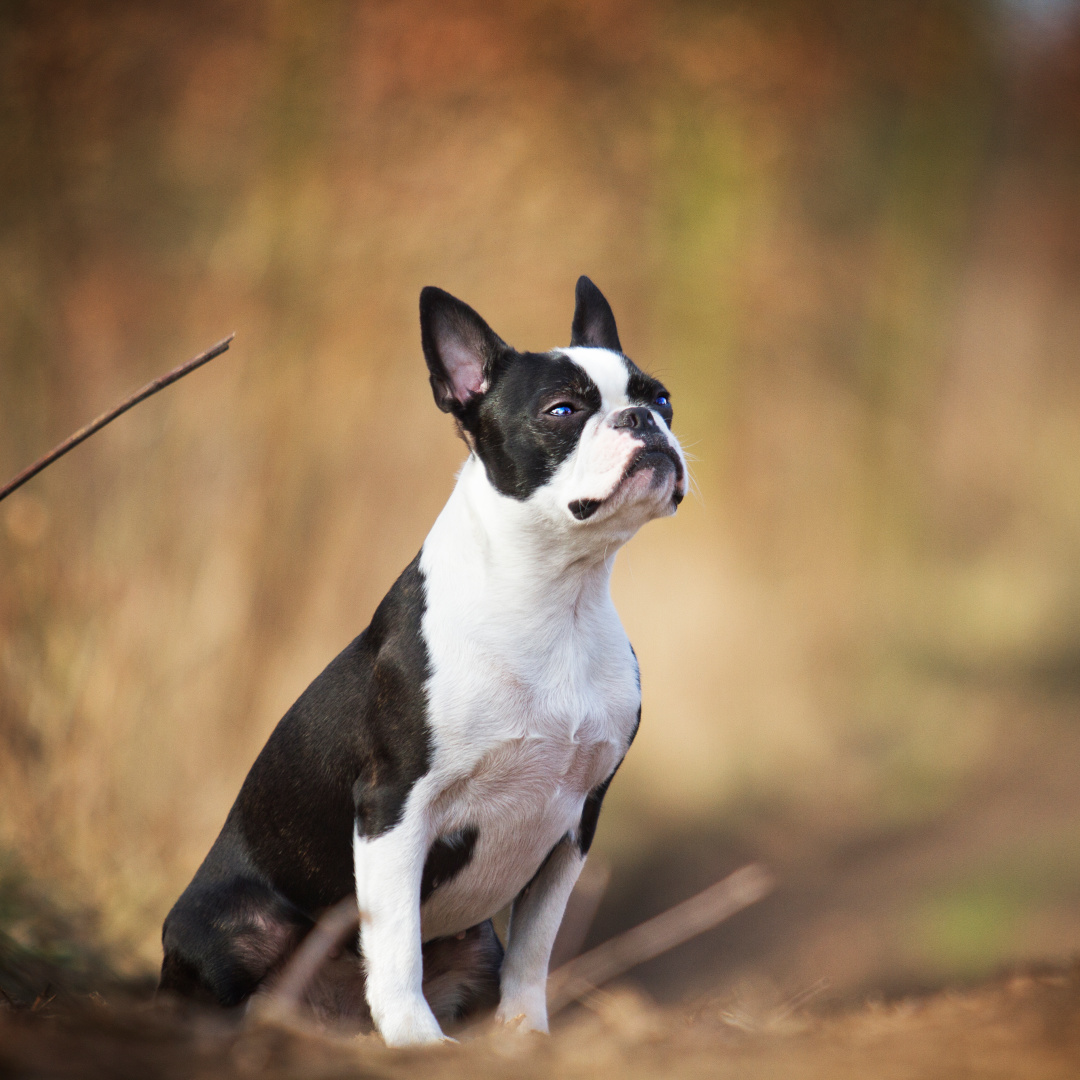 Best 175+ Boston Boy Names That Start With The Letter D - Boston ...