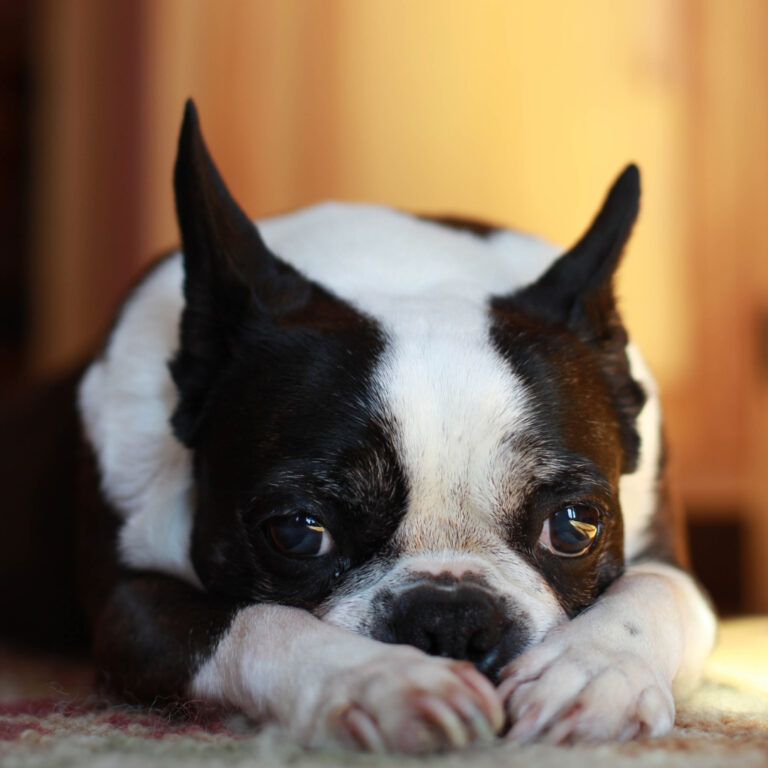 Avoid Scams! Steps To Finding A Reputable Boston Breeder. - Boston ...