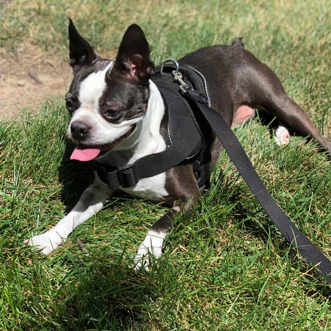 Love Boston Terrier Puppies? Dog Breed Facts, Features, and Traits ...