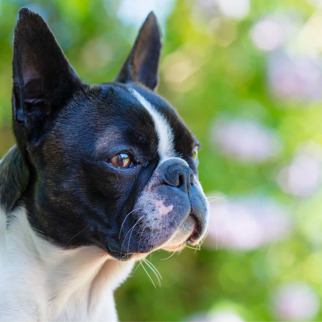 Best 90+ Boston Boy Names That Start With The Letter J - Boston Terrier ...
