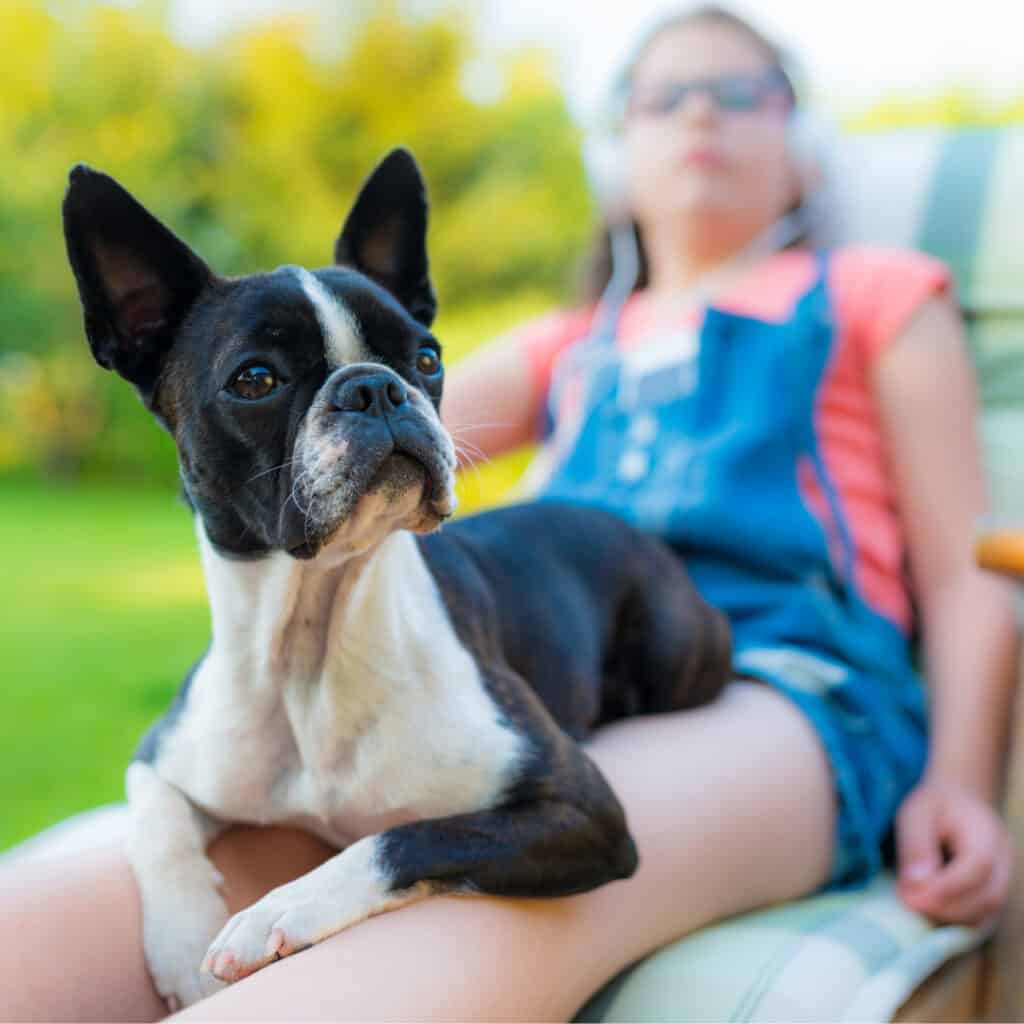 65+ Boston Terrier Girl Names Starting With The Letter N - Boston ...