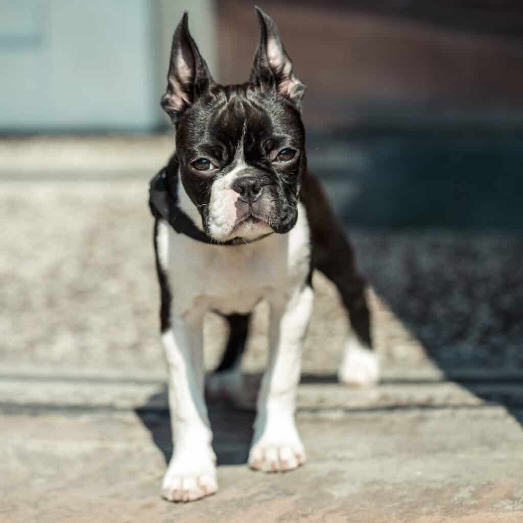Best 75+ Boston Boy Names That Start With The Letter O - Boston Terrier ...