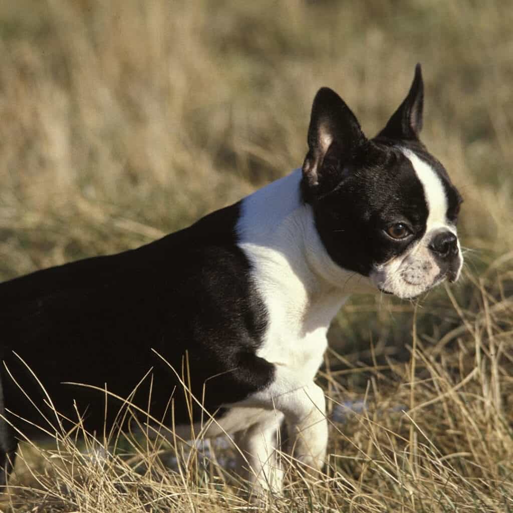 Best 115+ Boston Boy Names That Start With The Letter P - Boston ...