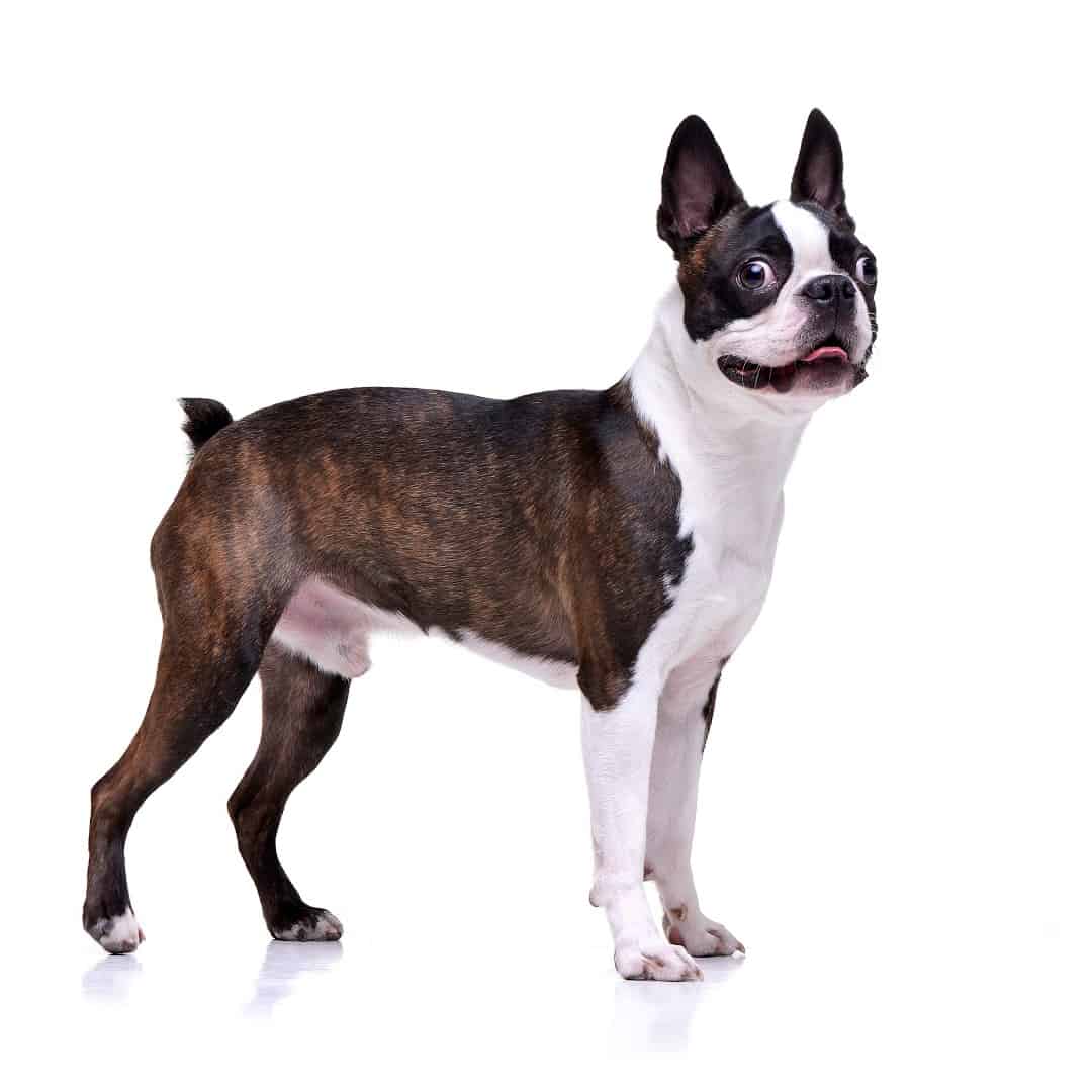 101+ Awesome Boston Terrier Boy Names Starting With T - Boston Terrier ...