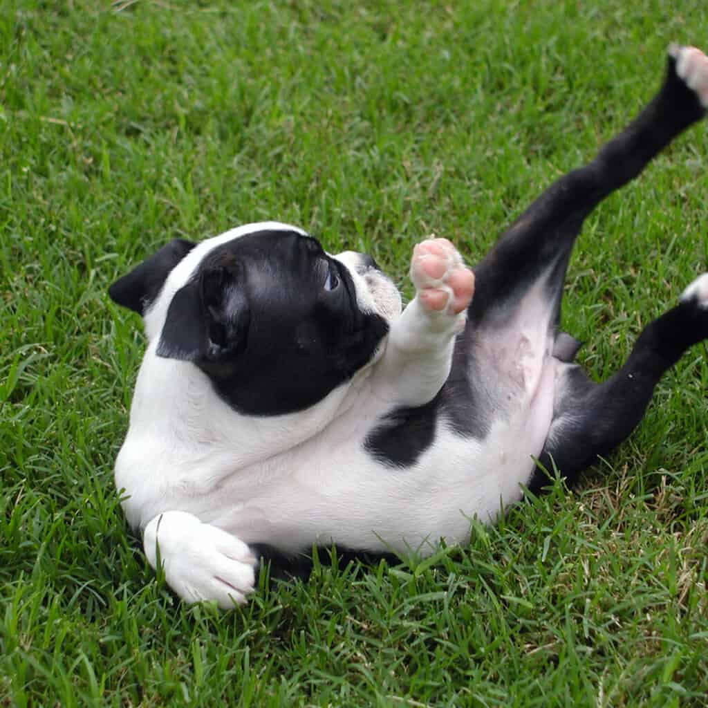 Best 120+ Boston Terrier Girl Names Starting With P - Boston Terrier ...