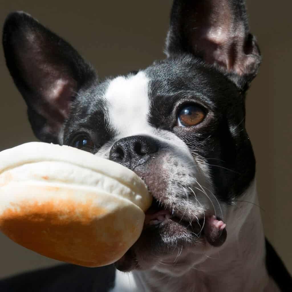 Is Your Boston Terrier Overweight? 7 Signs - Boston Terrier Society