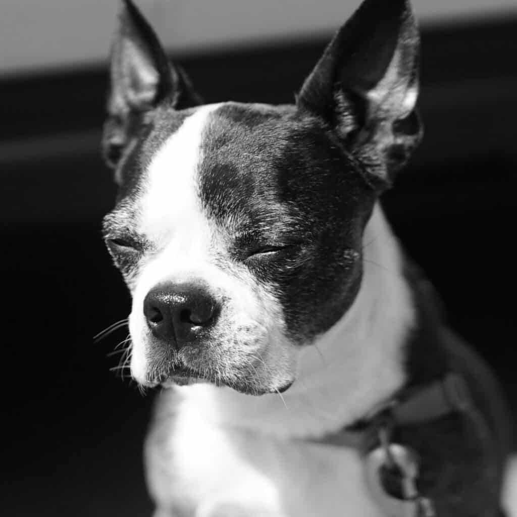 Why Is My Boston Squinting? 6 Common Causes For Squinting - Boston ...