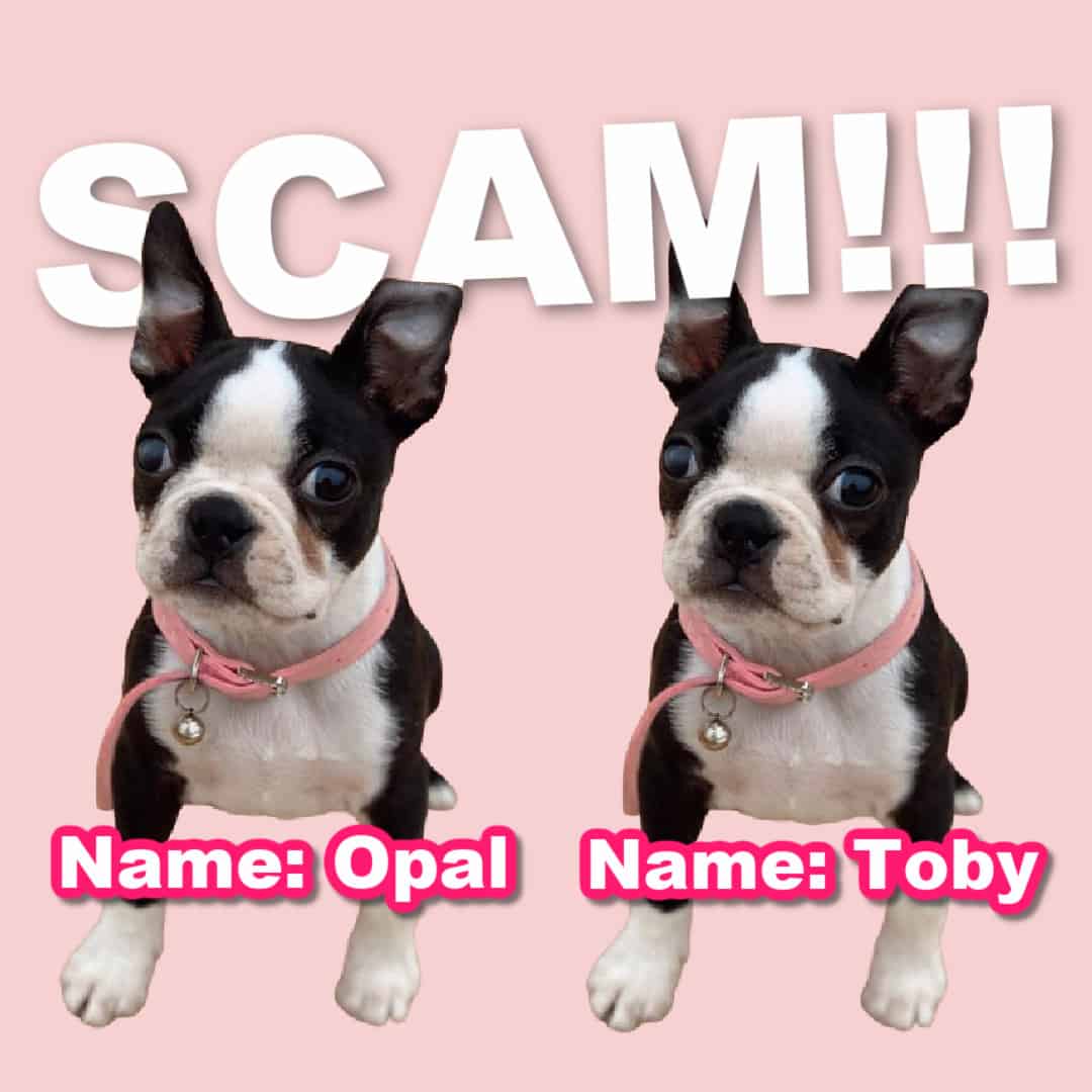 How To Spot A Boston Terrier Puppy Scam! Dog Scam 101 - Boston Terrier ...