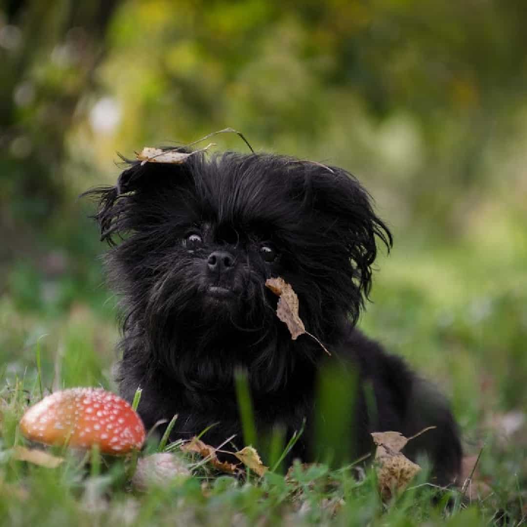 12 Adorably Tiny Dog Breeds Who Stay 10 lbs or Smaller FOREVER ...
