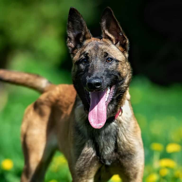 Top 15 Dog Breeds With Longest Lifespan! (Photos & Videos) - Boston ...