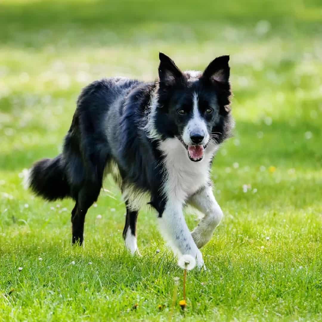 Why Your Boston Terrier Follows You Everywhere! Reasons & Examples ...