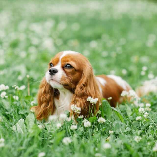 15 Adorable Dog Breeds That Weigh As Much As A Boston Terrier! - Boston ...